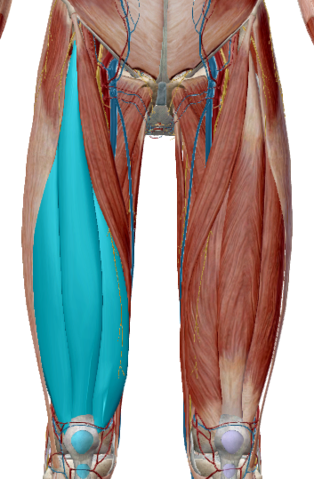 VAMO A ESTUDIAR MEDICINA: MÚSCULOS DEL MUSLO