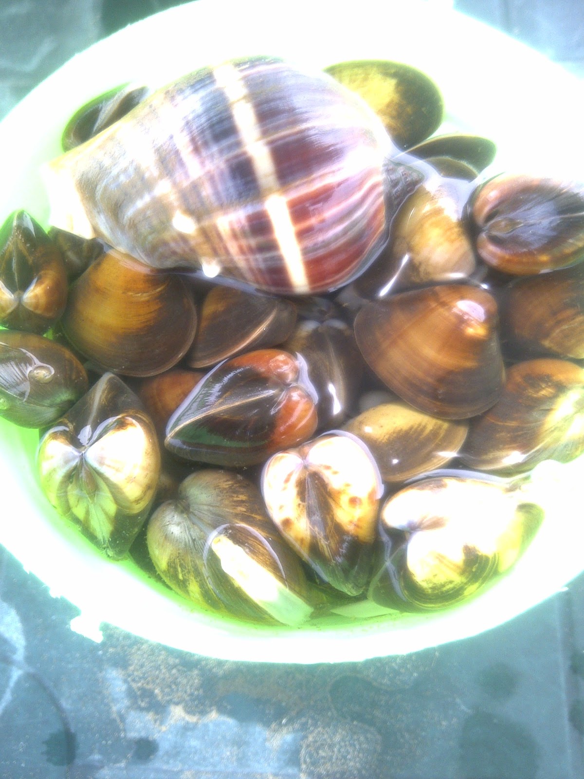 Lore Dulce: Ceviche y crema de guacucos (pescados con nuestras propias ...