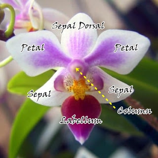 Orchid Morphology ~ El Filaha