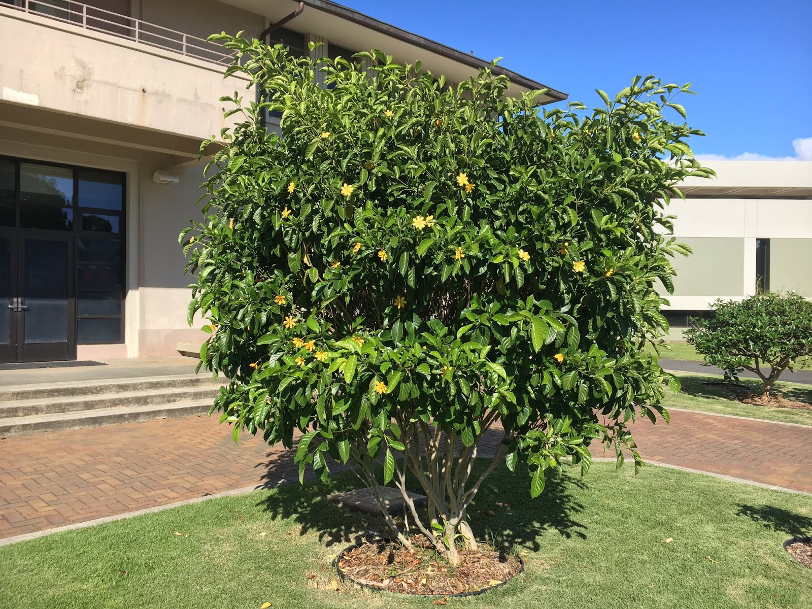 Gardenia mutabilis (Golden Gardenia)