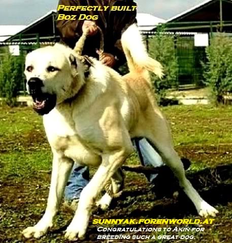 Are Boz Shepherds Fighting Dog