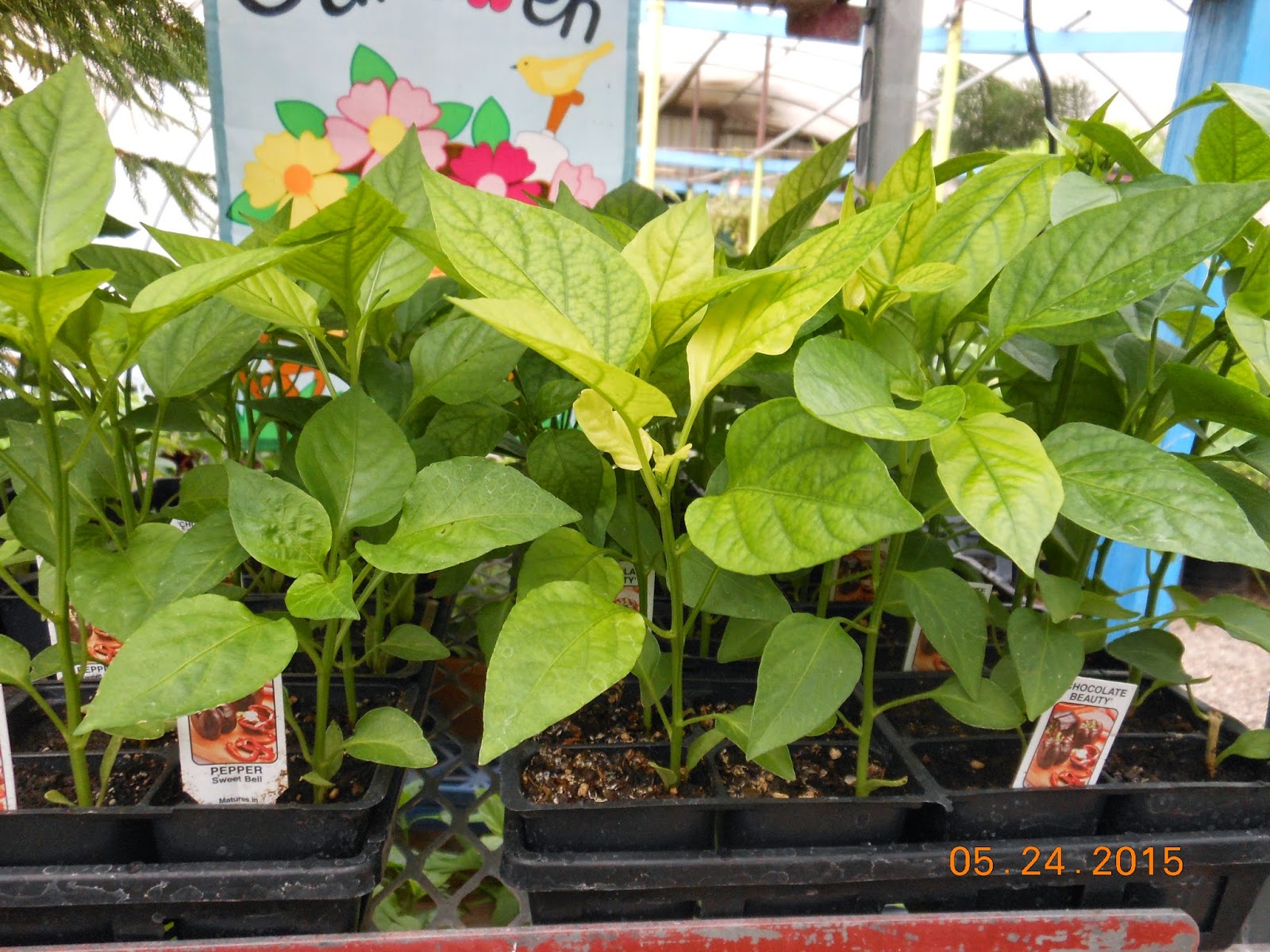 Treating Plant Mineral Nutrient Deficiencies With Soil Secrets Products ...