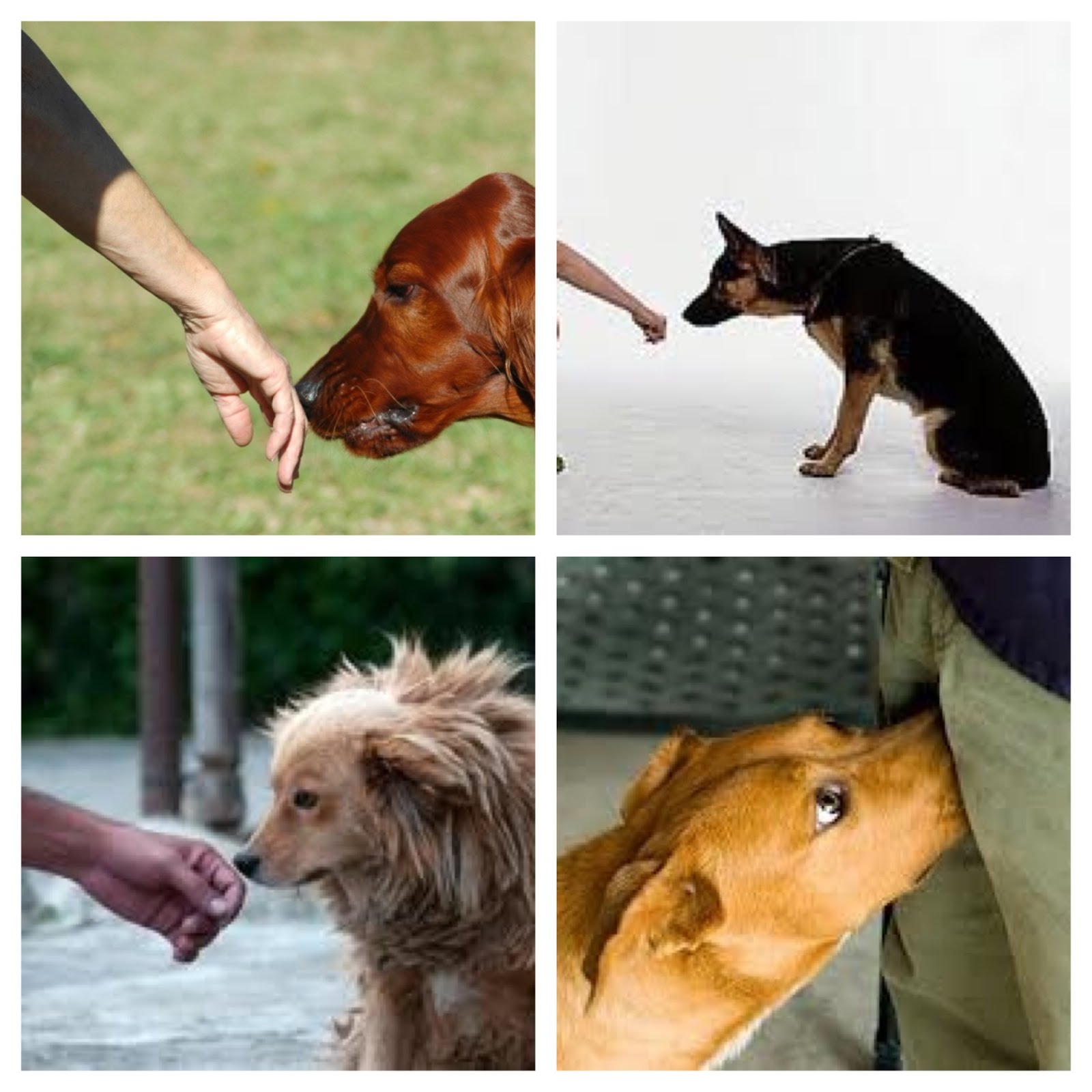 Puppy Time: Understanding a Dog's Body Language - Why Dog's Do What They Do