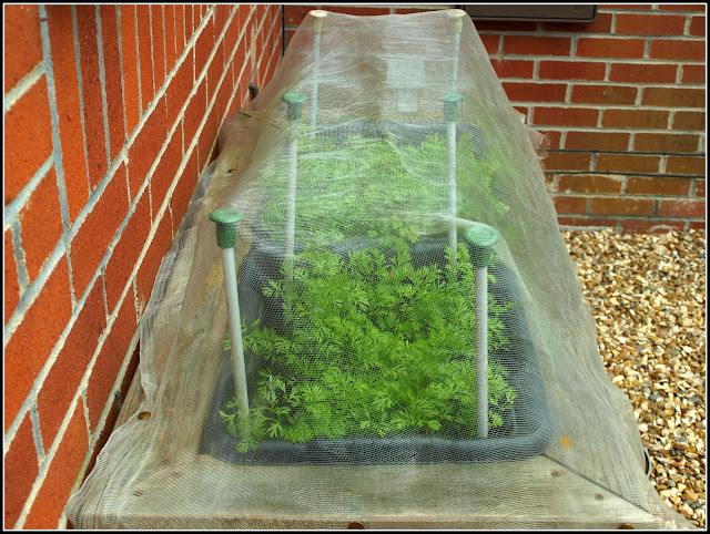 Mark's Veg Plot: Carrot Root Fly precautions