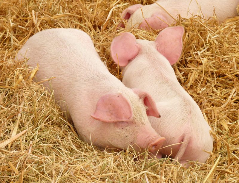 Middle of Nowhere: Shrewsbury Food Festival