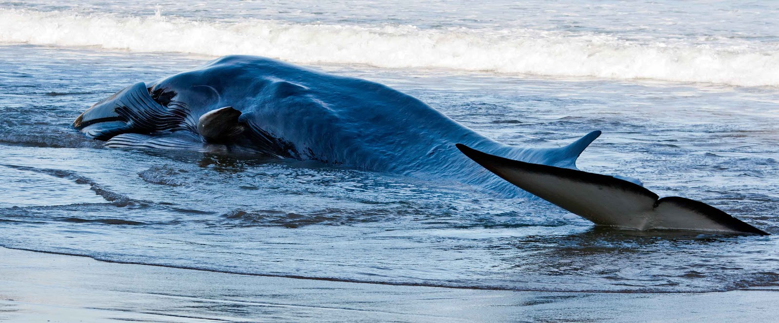 Sociedad EIZTARI ETXEA Elkartea: Ballena varada