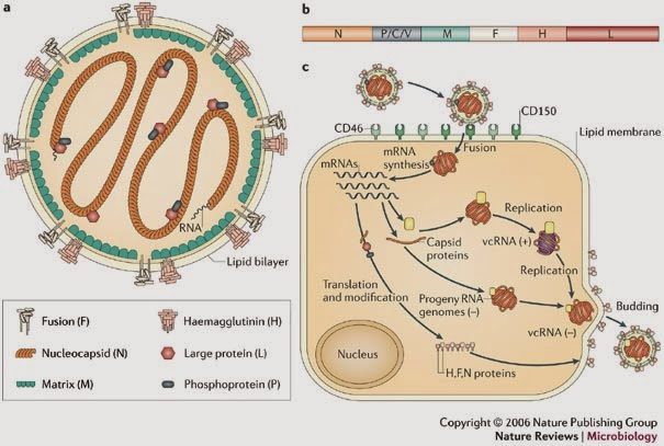 DISTEMPER CANINO - ¿TAMBIÉN EN LEONES? - Mundo Animal