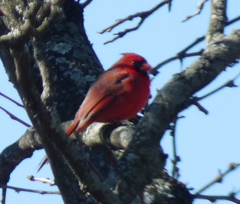 The Greenbelt: March birds
