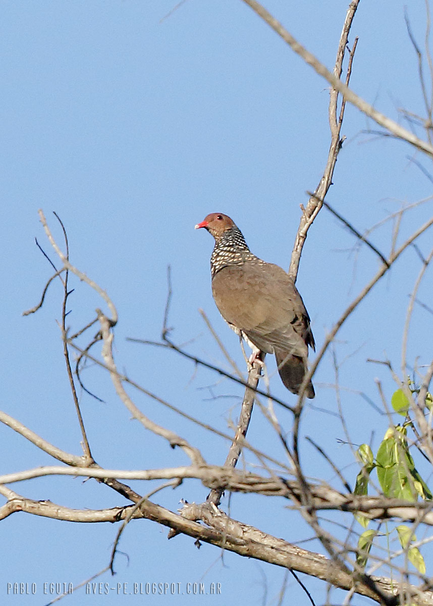 mis fotos de aves: Patagioenas speciosa Paloma Trocal Scaled Pigeon>
