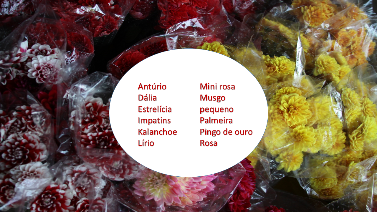 Confira quais são as flores sazonais de março