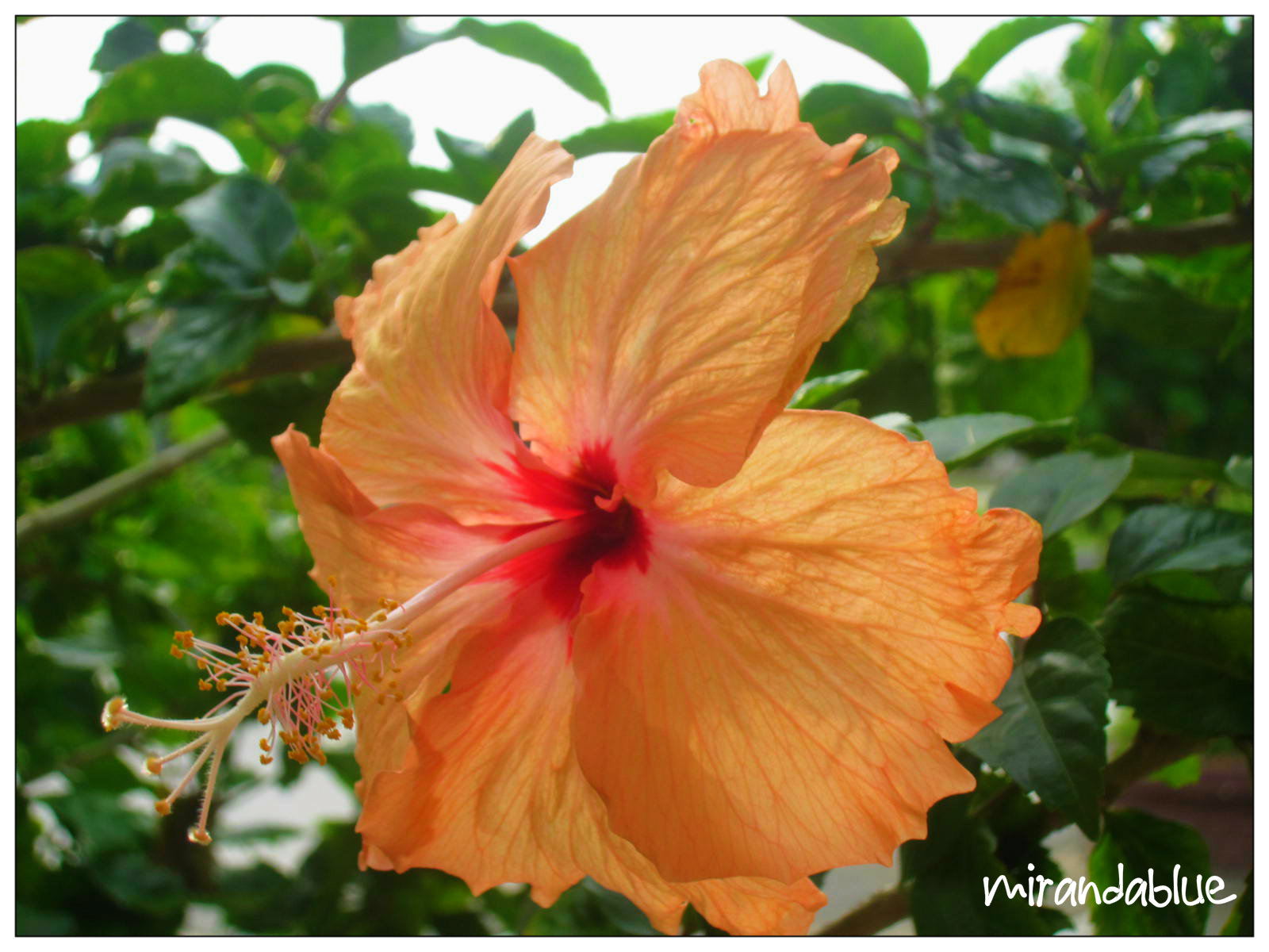 Live in the Moment: Gumamela/Hibiscus