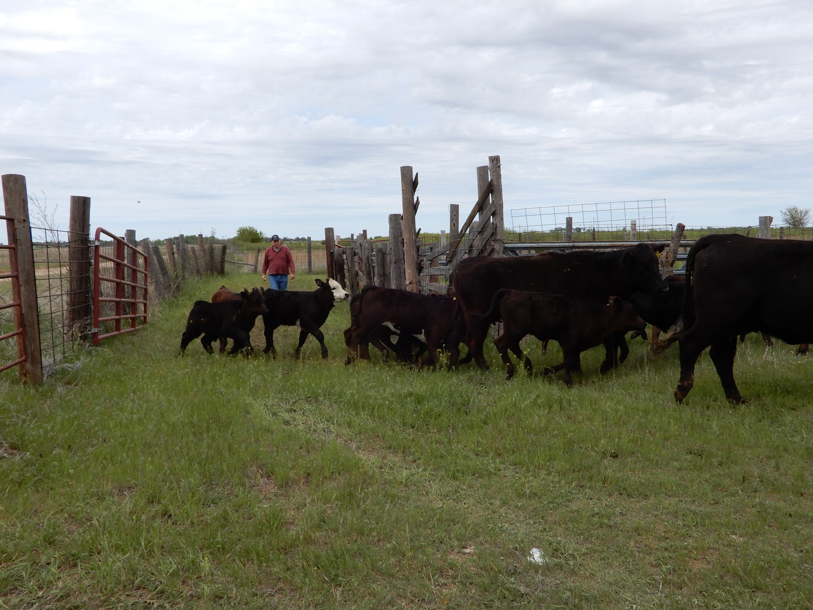 Kim's County Line: Down the Road to the Big Pasture