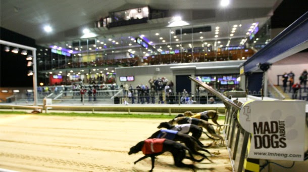 Greyhound Racing Grass Roots : Irish Greyhound Board announce plan to ...