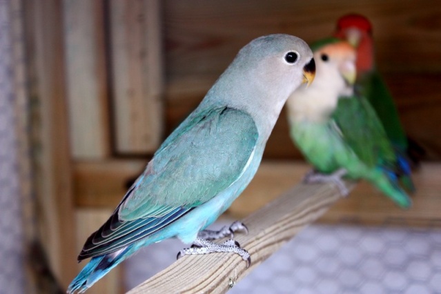 Bien souvent arrivé à cet âge, les parents commencent à rejeter leurs ...