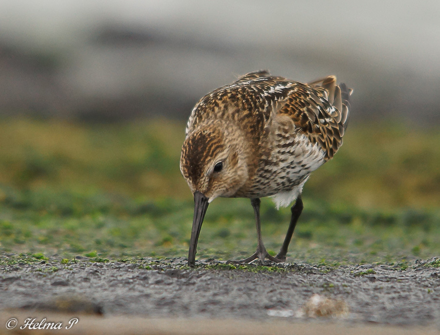 Helma's natuurfoto's: Bonte strandlopers.........