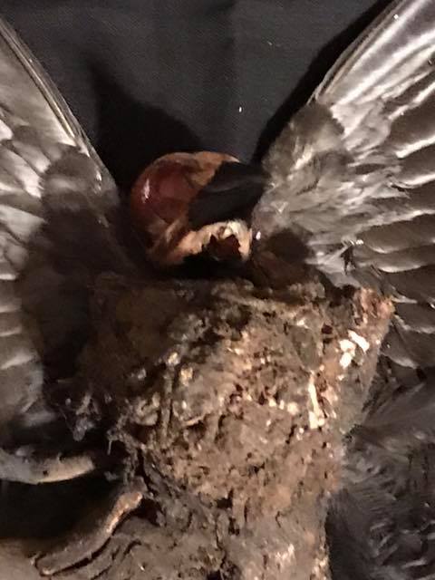 treading the crooked path: 2018