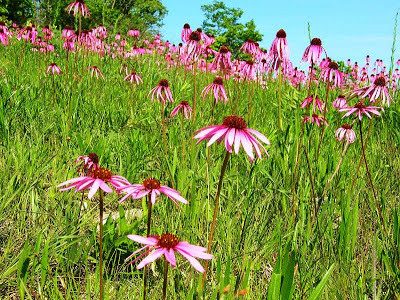 Divinebunbun's Rugged Rural Missouri: Valley View Glades Natural Area