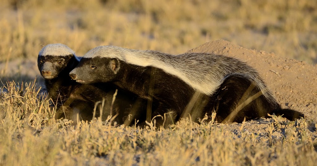 UTANDAWAZI BLOG.....: HUYU NDIYE NYEGERE, MNYAMA MWENYE WIVU WA AJABU ...