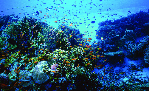 GESTÃO AMBIENTAL: PROGRAMA BIOTA-FAPESP LANÇA LIVRO ELETRÔNICO SOBRE ...