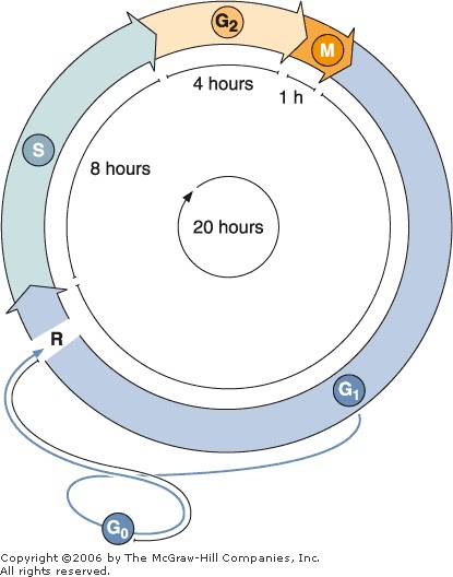 De Histology: The Cell Cycle
