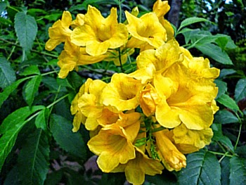 Yellow Bell Flower or Tecoma Stans (Kelani Tissa) | SL Flora