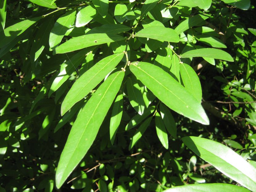 Future Plants by Randy Stewart: Spicebushes - The Lindera's