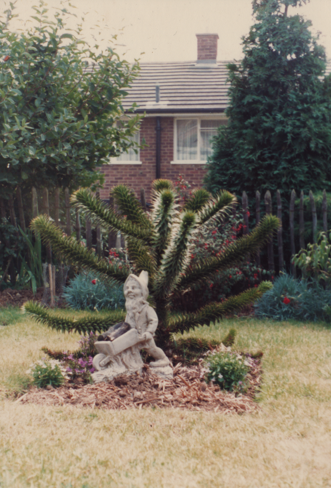 The Monkey Puzzle Tree Nut: The Beginning Of My Love For Monkey Puzzle ...