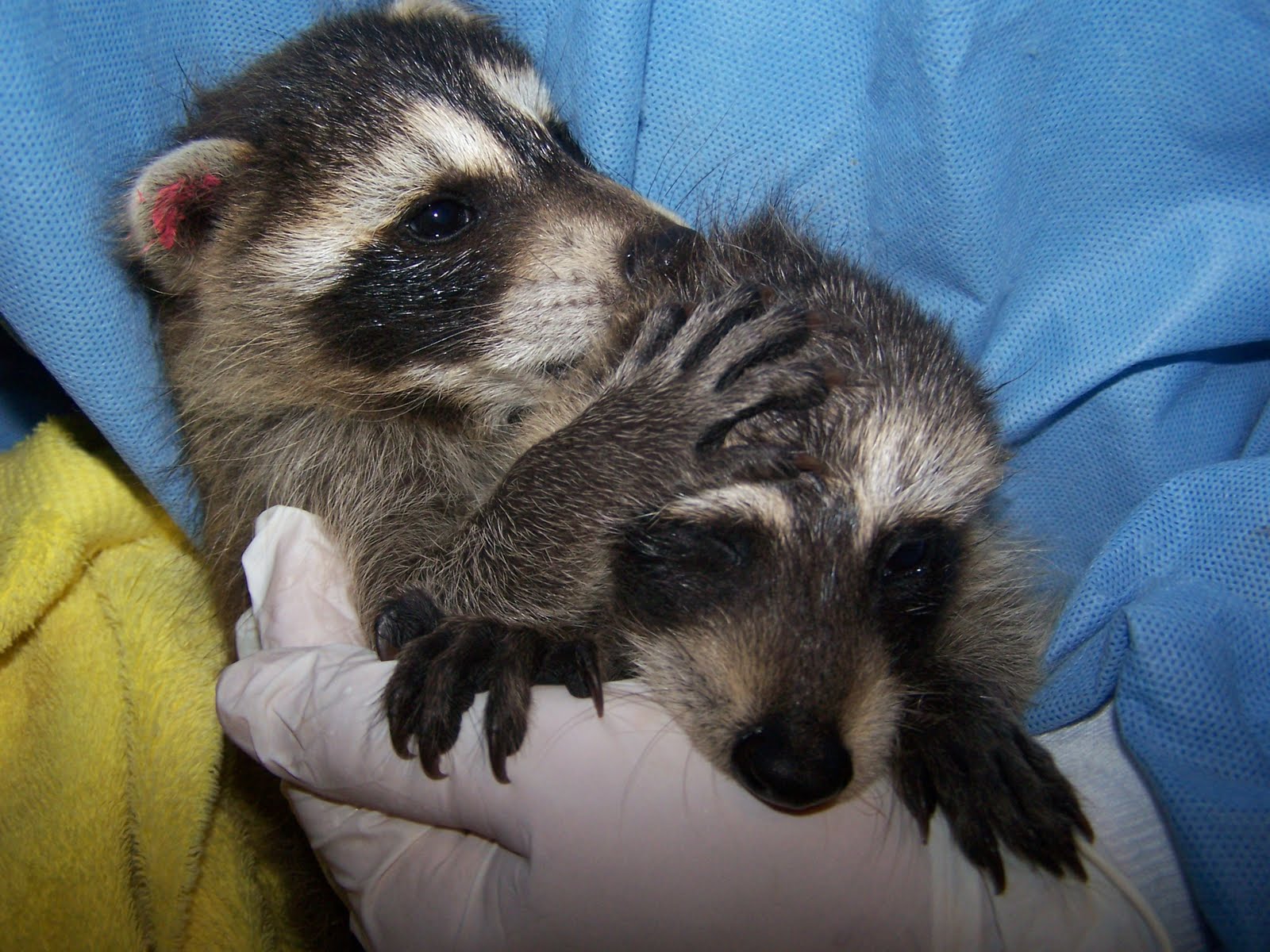 The Laughing Raccoon: An update in pictures...