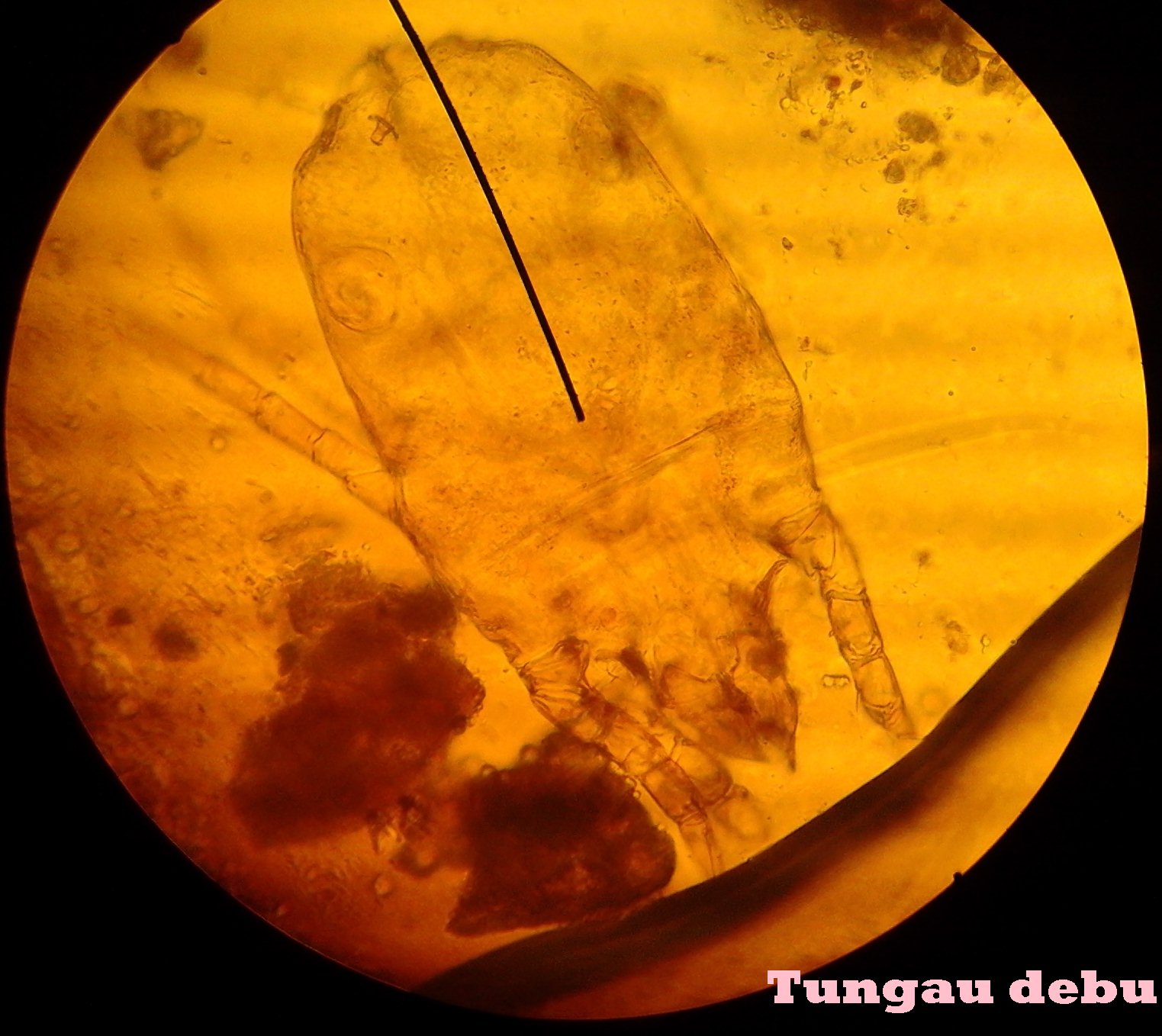 KLIMAKS: Caplak & Tungau