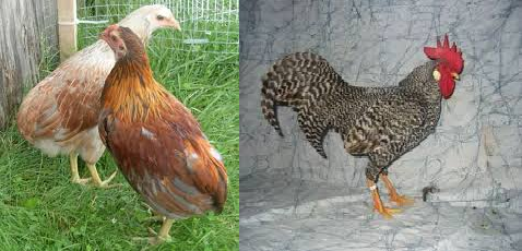 DOMOT FARM: Breeding Ayam