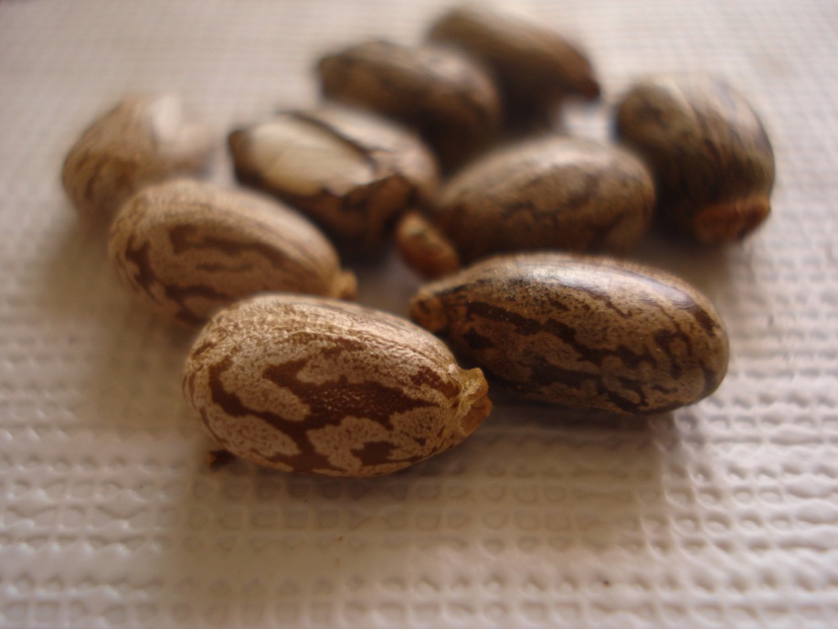 El cuexcomate: La Maleza Mas mala del Mundo…Higuerilla