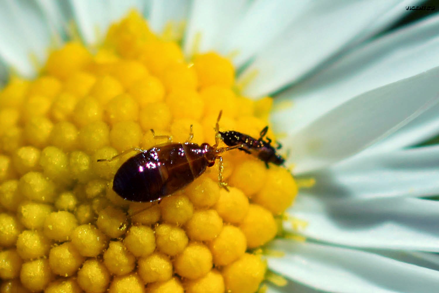 Fauna silvestre de Hormaza: Orius sp.