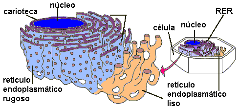 BIOLOGÍA CELULAR: EL CITOPLASMA