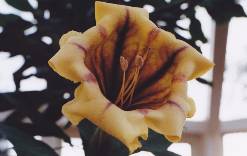 Het Bloeiende Buitenleven: HET WONDER VAN DE SOLANDRA GRANDIFLORA - THE ...