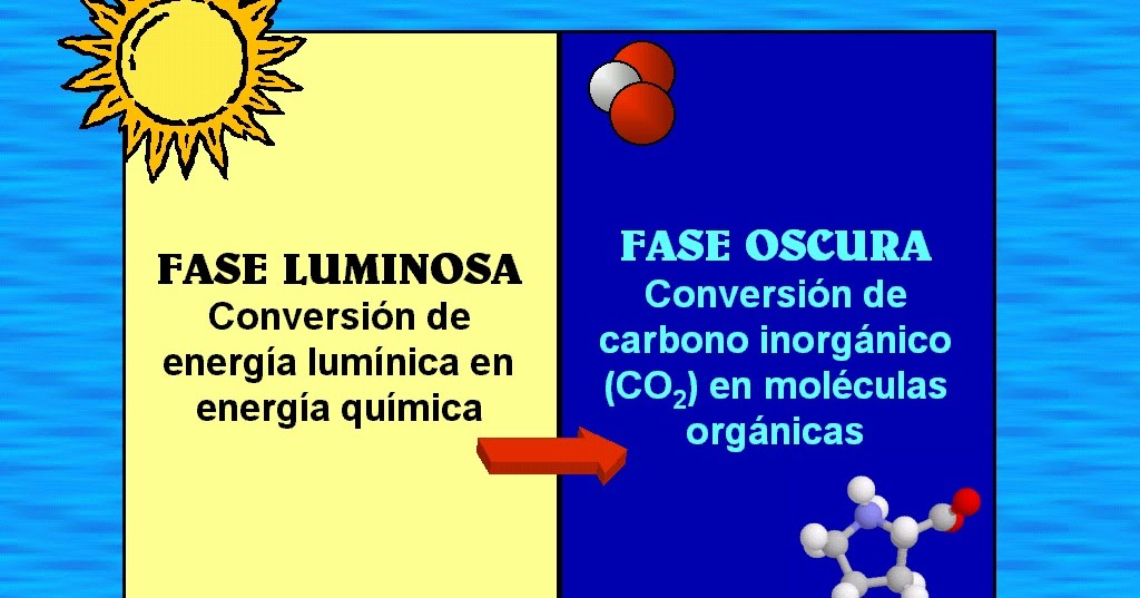 La Fotosíntesis y sus ramas: Diferencia entre la Fase Luminosa y la ...