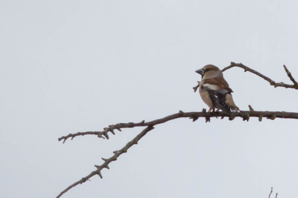 Birding Axarquia: Woodpeckers and Hawfinches