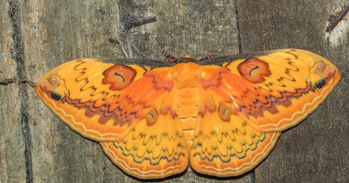 Butterflies of Vietnam: Loepa sp. (The Golden Emperor Moth)