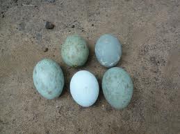 bagchiblog: On the edge - the Great Indian Bustard