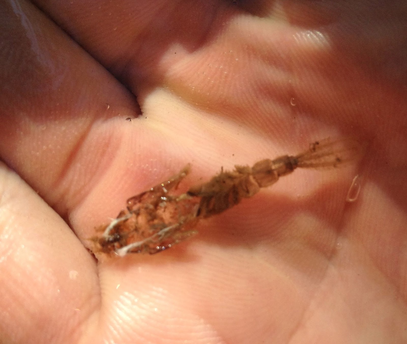 FLIES AND STUFF: The Mayfly have started... but the fish want a midge