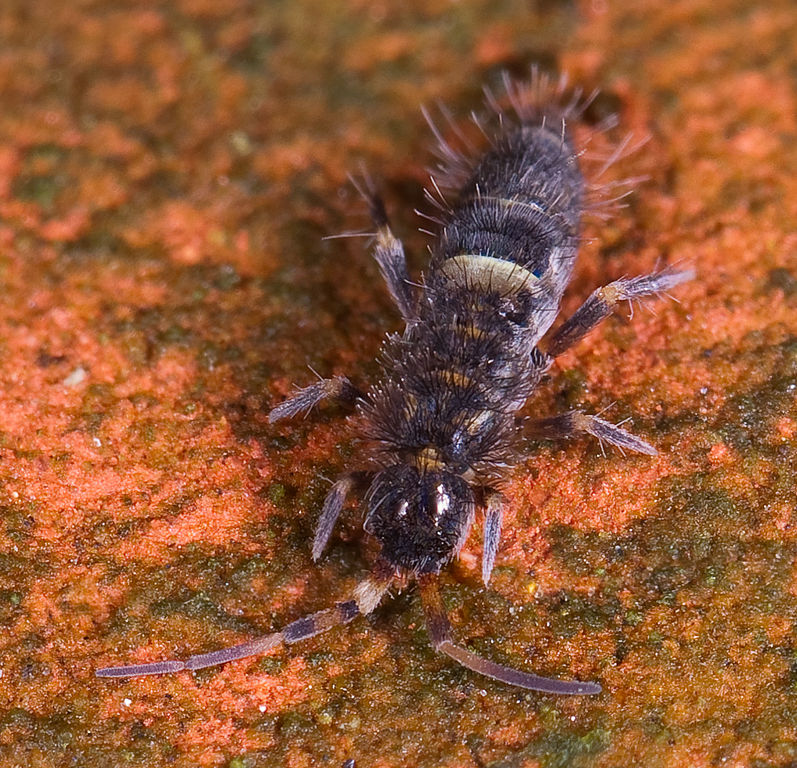 Real Monstrosities: Springtail