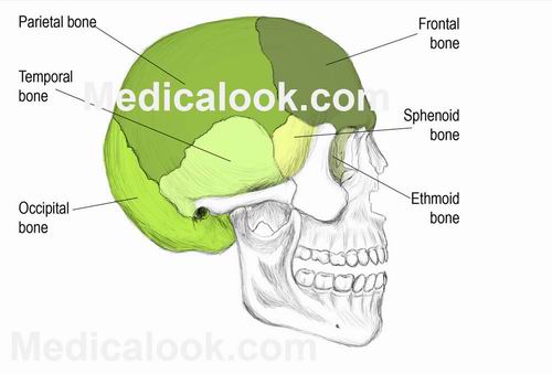 Bones of the Skull ~ Anatomy for MSP