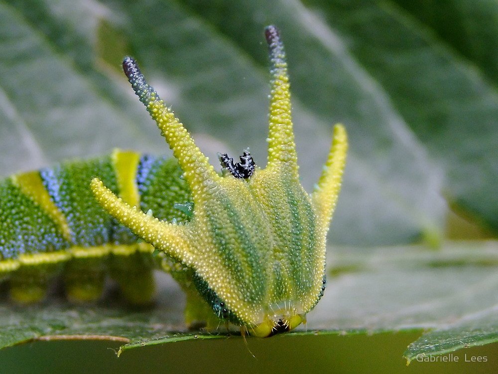 A Flutter Starlight Journey: Weird & Wilder: Craziest Looking Caterpillars!