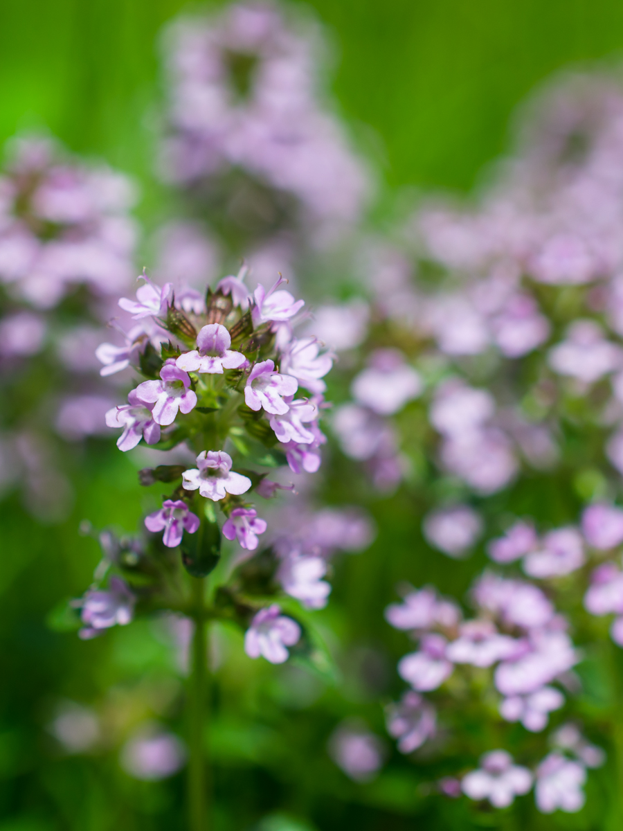 DIVJI TIMIJAN (Thymus serpyllum)