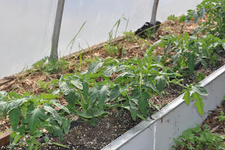 Fosters Meadow Heritage Center: May 2012