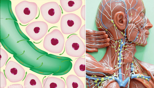 Clean Your Body’s Drains! 7 Ways To Flush And Detoxify Your Lymphatic ...