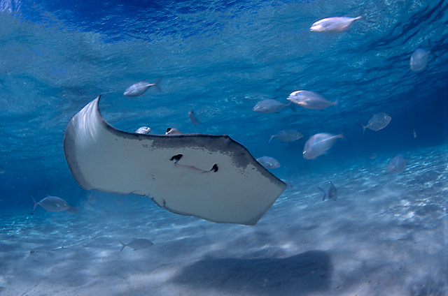 Les toxines animales: La raie armée