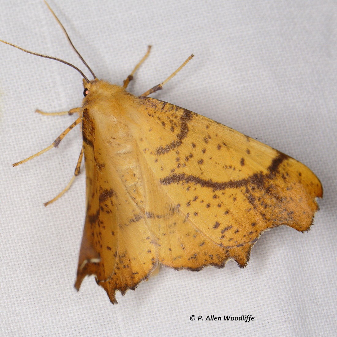 Nature Nuggets: Fun with insects