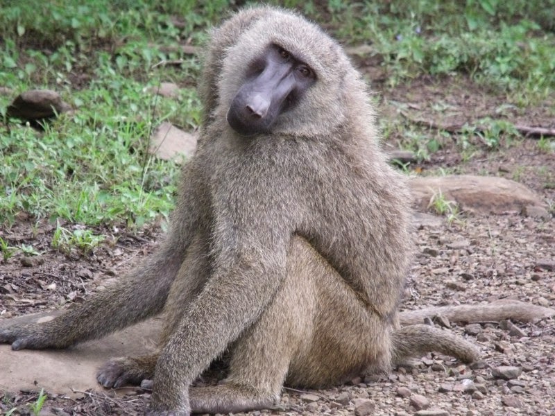 Baboon | Fun Animals Wiki, Videos, Pictures, Stories