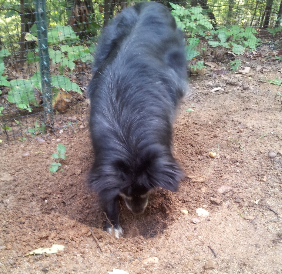 The Days of Johann, an agility dog!: How to properly dig for ...