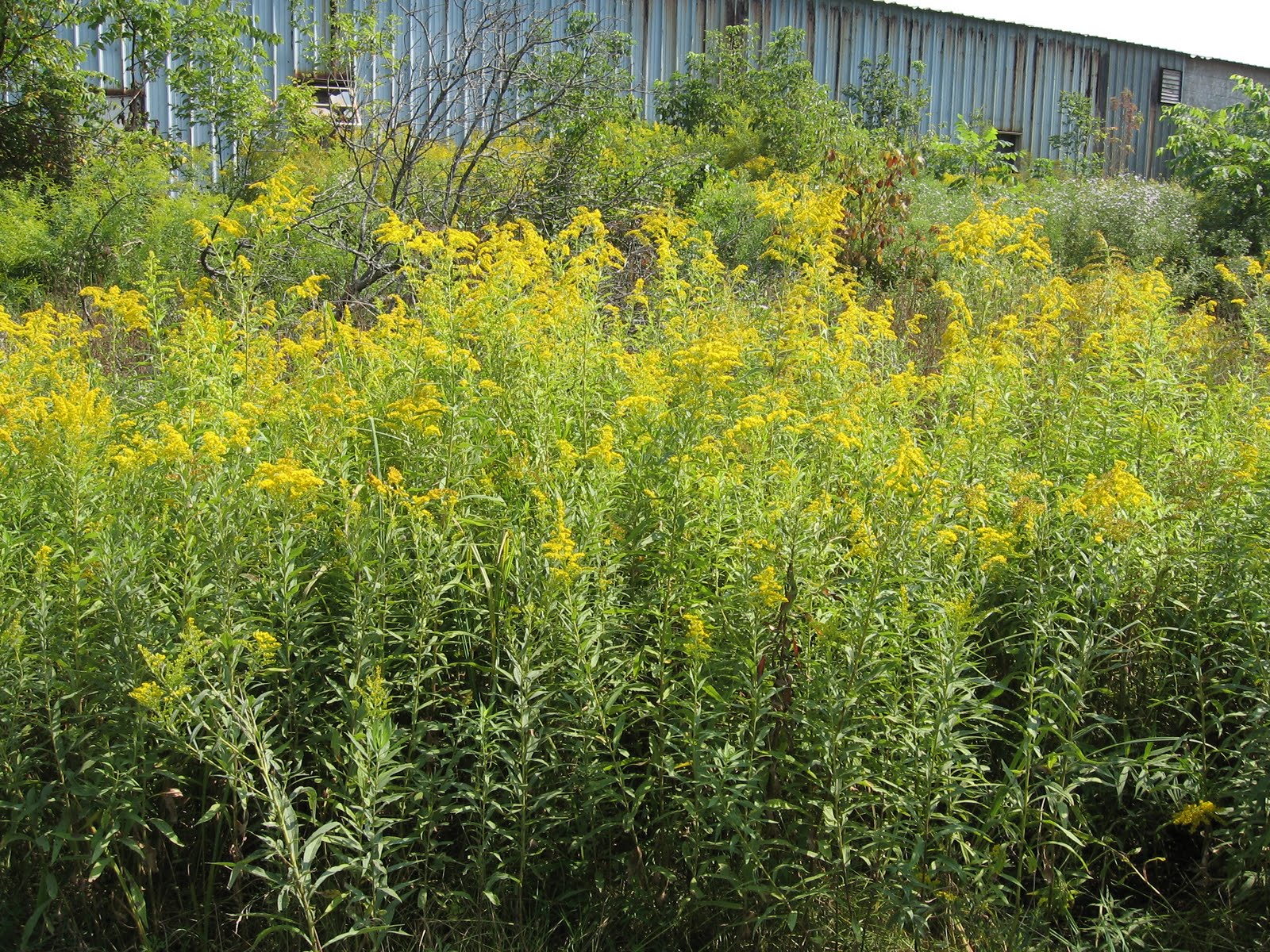 Tangled Web: Getting a Grip on Goldenrods